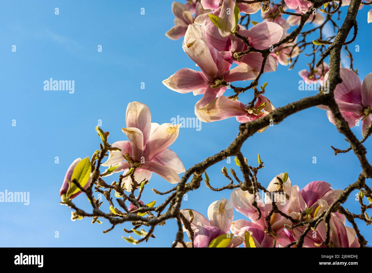 Flowering Magnolia in city park Stromparken during spring in Norrkoping ...