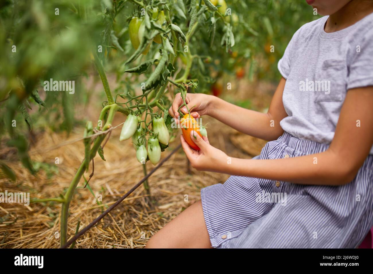 Little kid girl picking, collect harvest of organic red tomatoes at ...