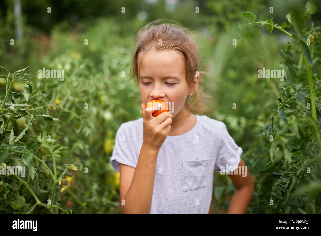 Little kid girl eating and enjoying of delicious harvest of organic red ...