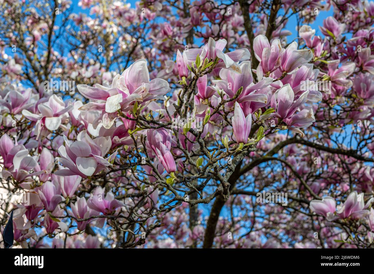 Flowering Magnolia in city park Stromparken during spring in Norrkoping ...