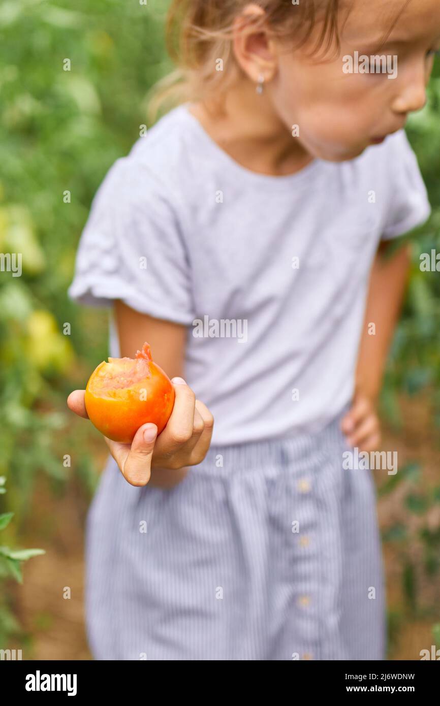 Little kid girl eating and enjoying of delicious harvest of organic red ...