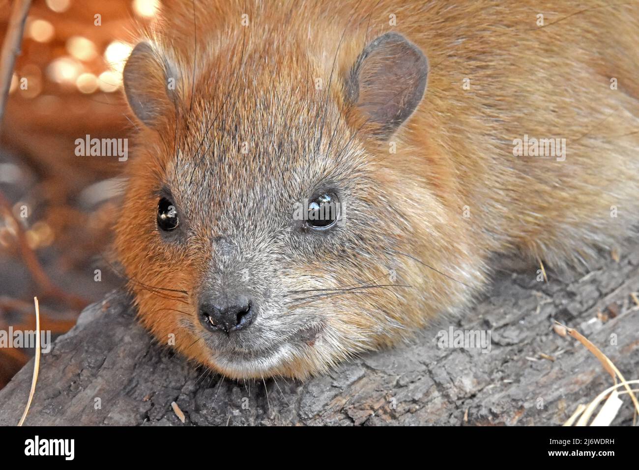Rock Hyrax portrait Stock Photo - Alamy
