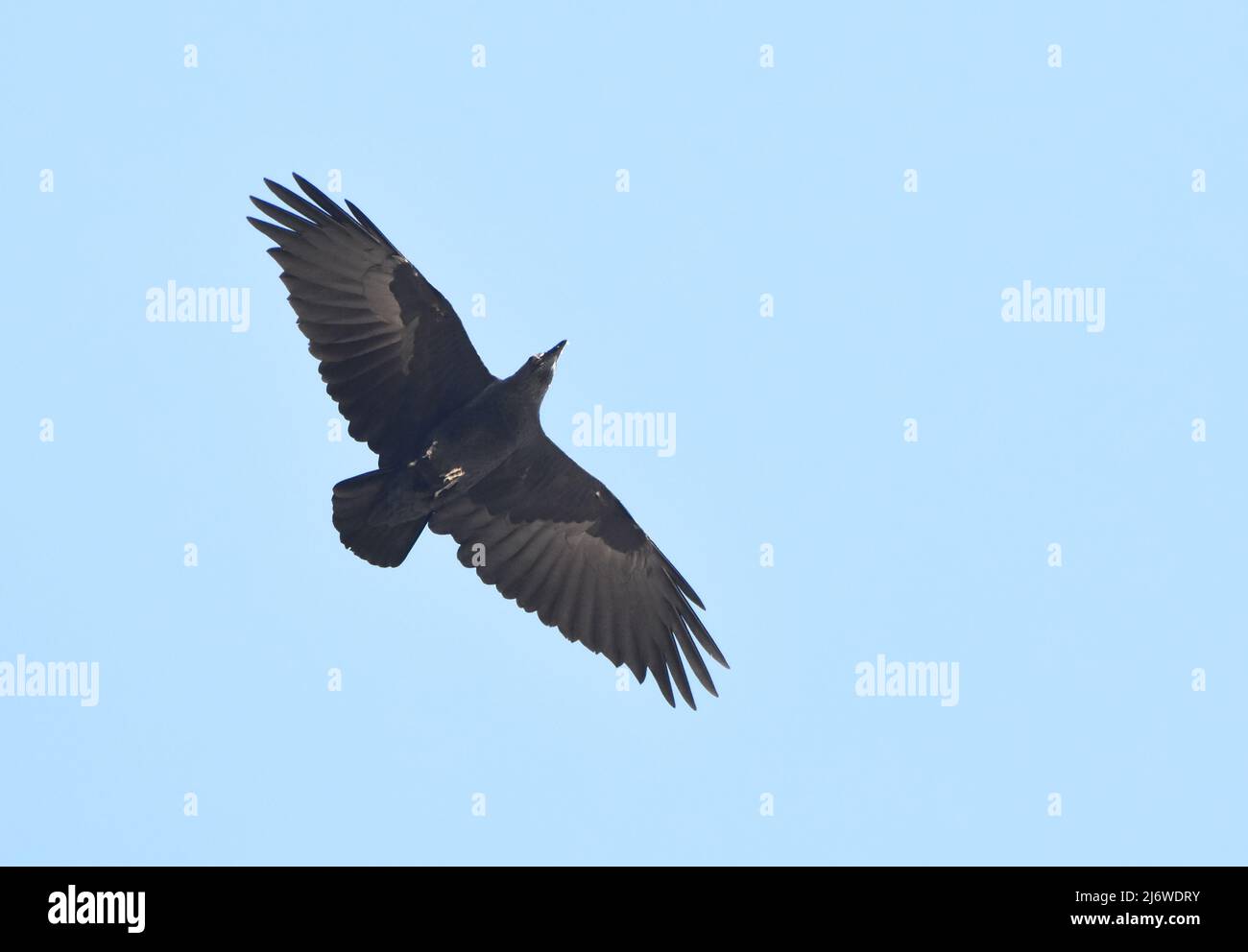 fan-tailed raven ,Corvus rhipidurus in flight Stock Photo - Alamy