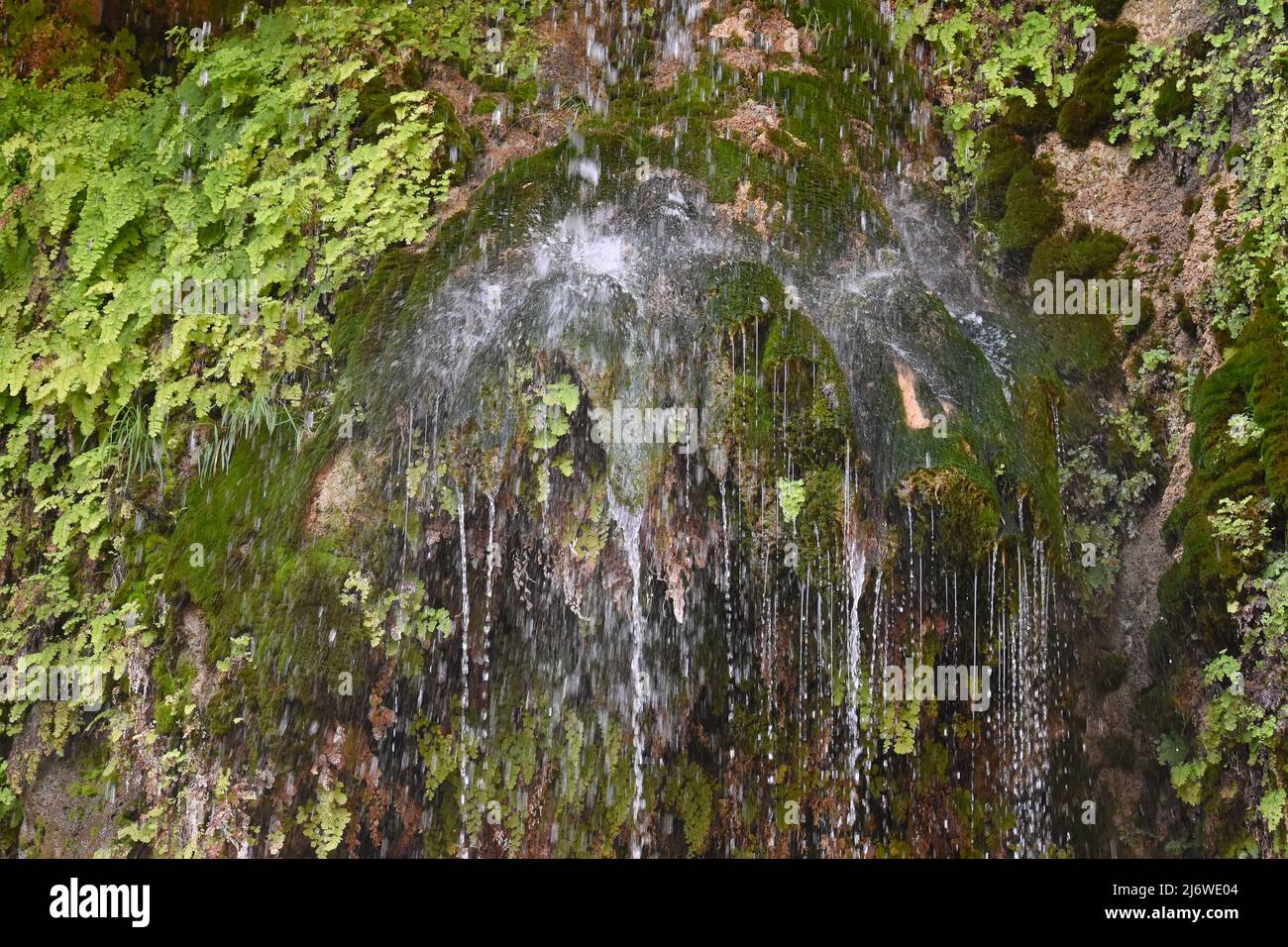 Adiantum capillus-veneris, grows vertically near waterfalls Stock Photo ...