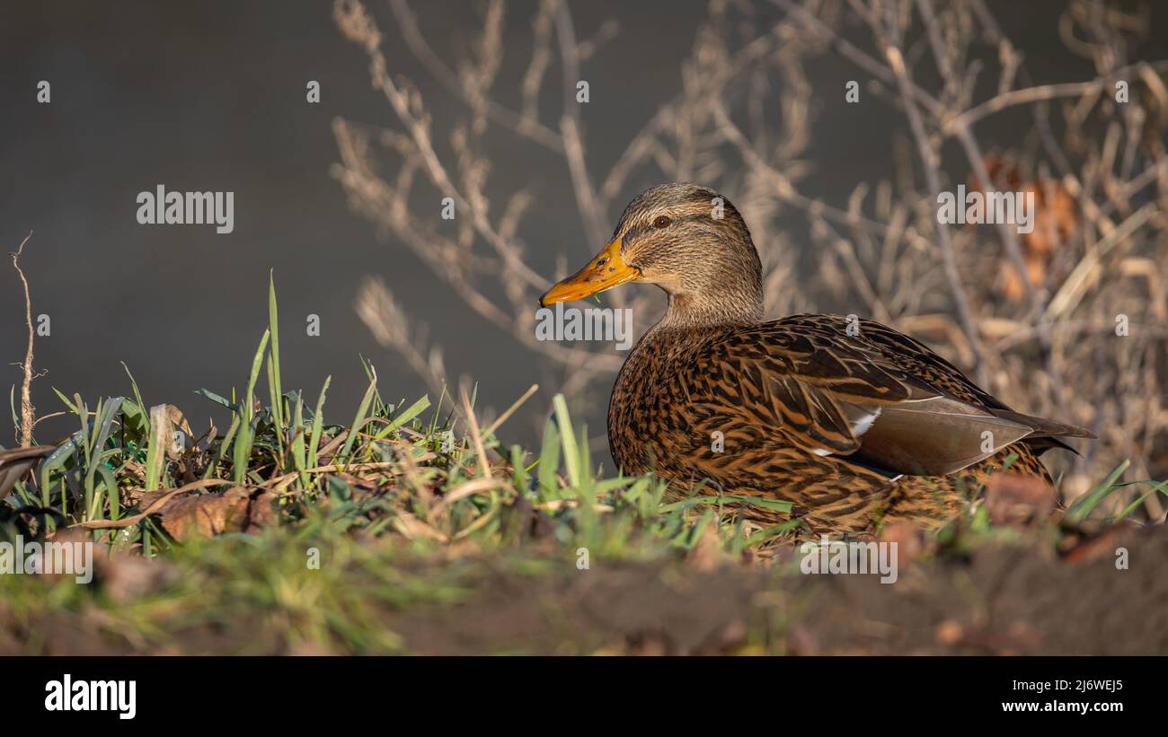 Duck female on the river bank on a sunny autumn afternoon. A blurred ...