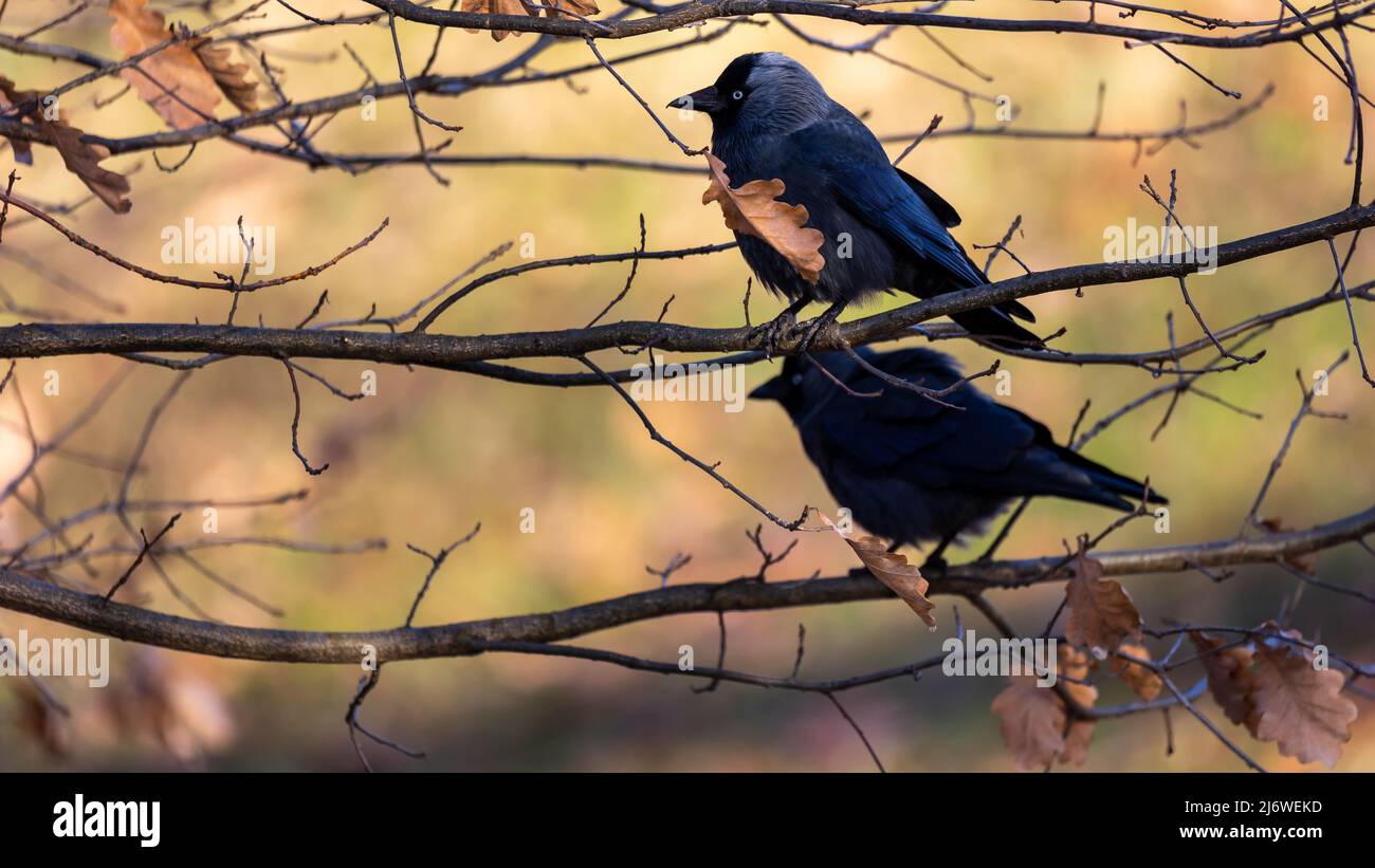 Birds as subject hi-res stock photography and images - Alamy