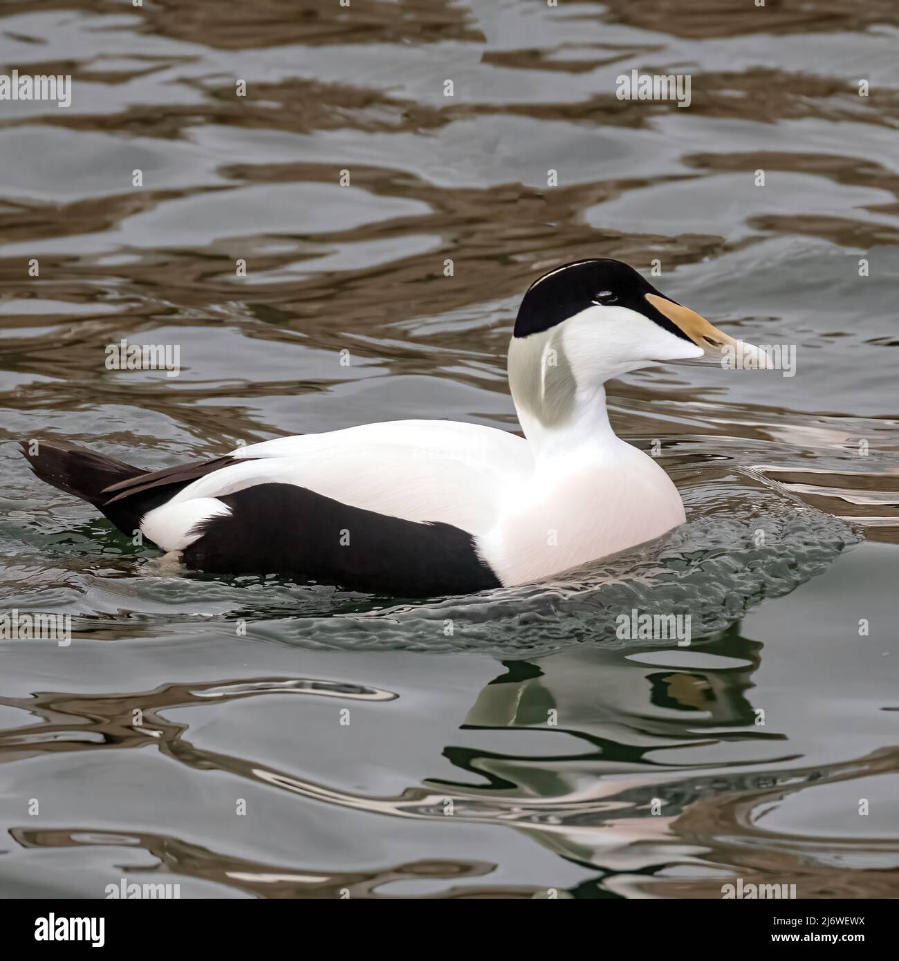 Common Eider Duck Stock Photo - Alamy