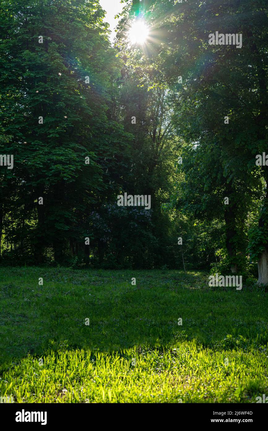 The sun breaks through the treetops. Trees grow on the lawn. Spring sun ...