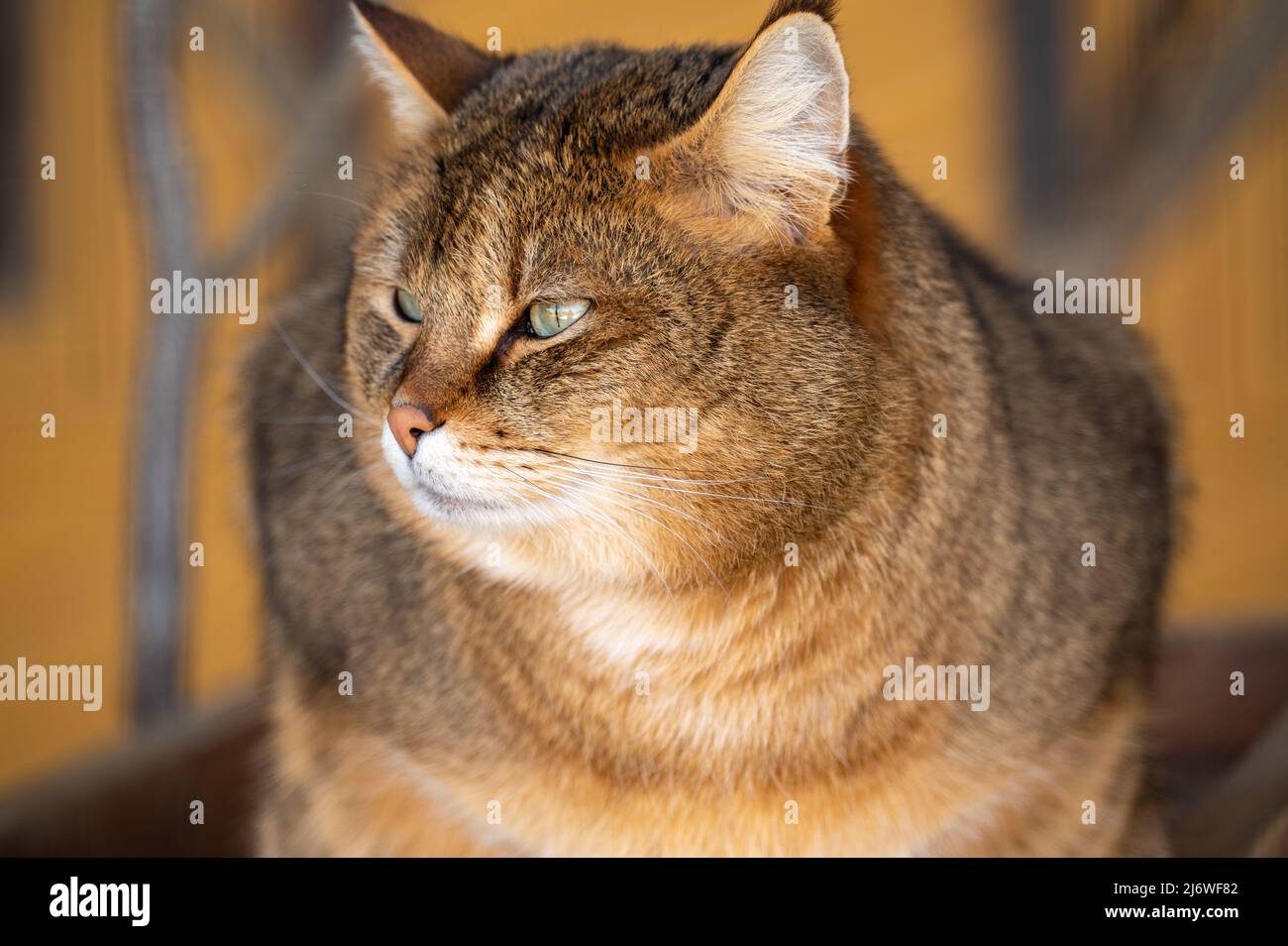 Beautiful image of jungle cat Felis Chaus also called reed cat and ...