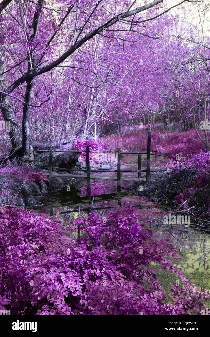 A Mystical Pathway through a Meadow and Woodland Stock Photo - Alamy