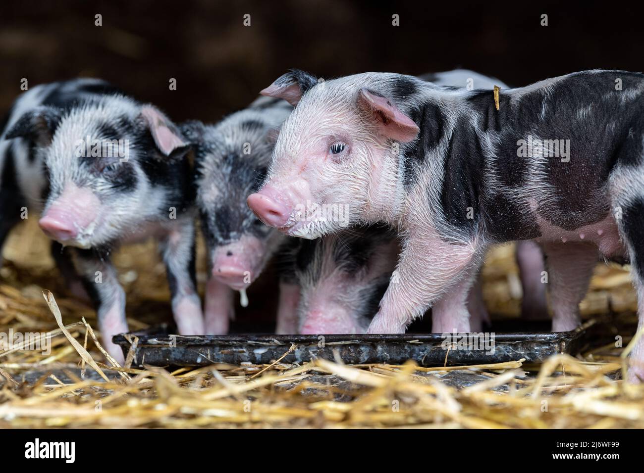 Pigs drinking milk hi-res stock photography and images - Alamy