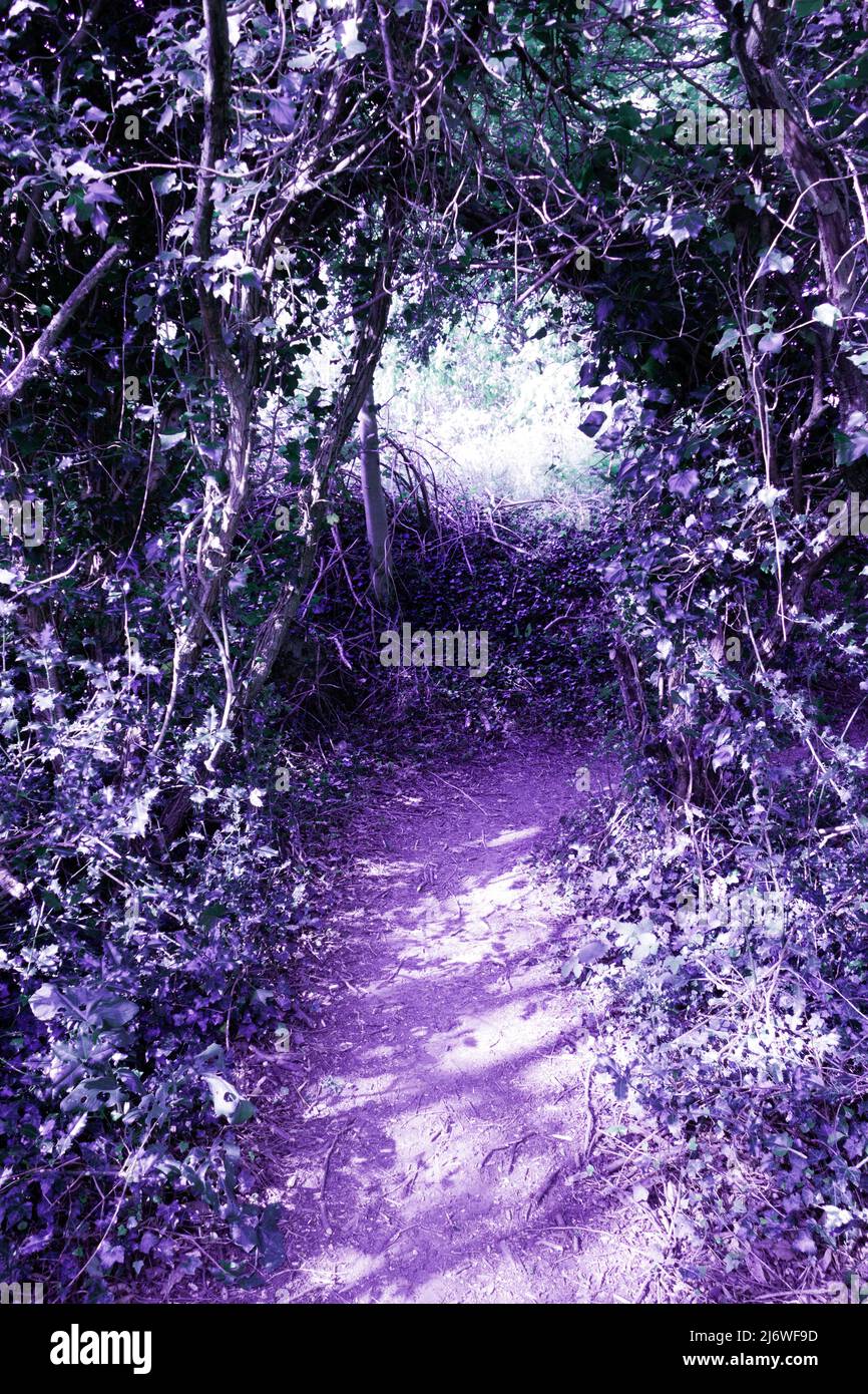 Mystical pathway hi-res stock photography and images - Alamy