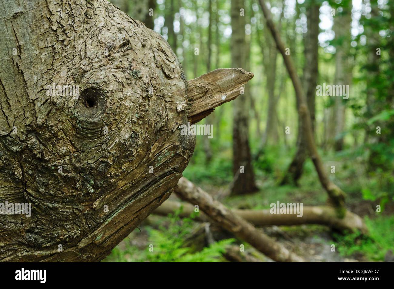 Pareidolia ...bird's face on fallen tree branch Stock Photo - Alamy
