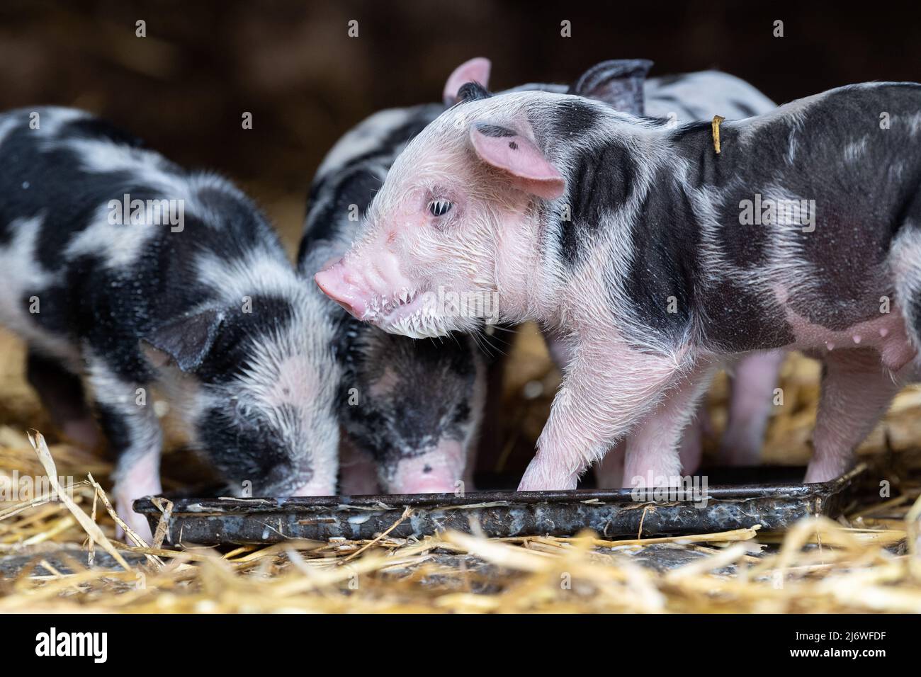 Piglets pigs hi-res stock photography and images - Alamy
