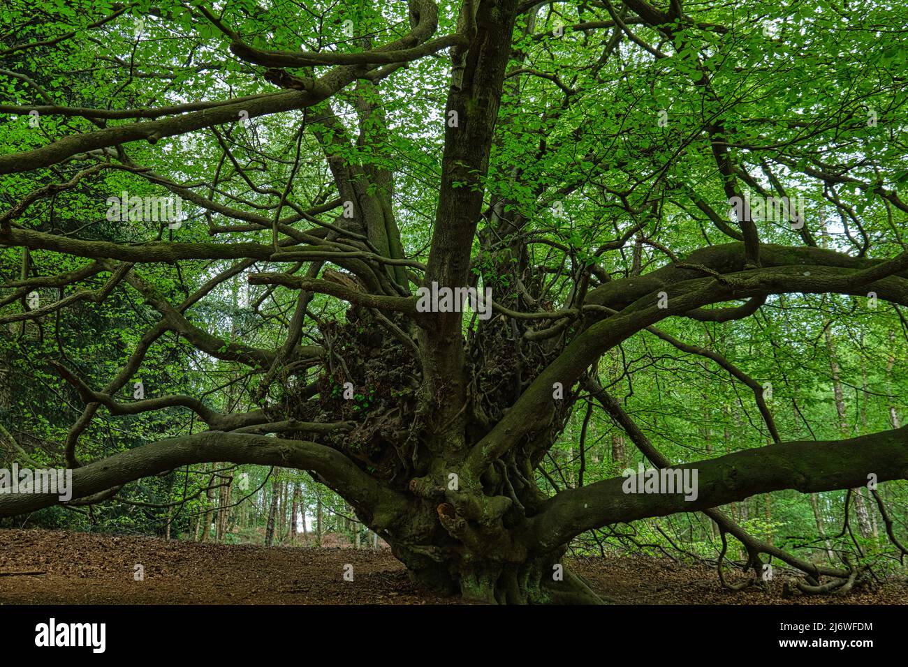 300 year old tree hi-res stock photography and images - Alamy