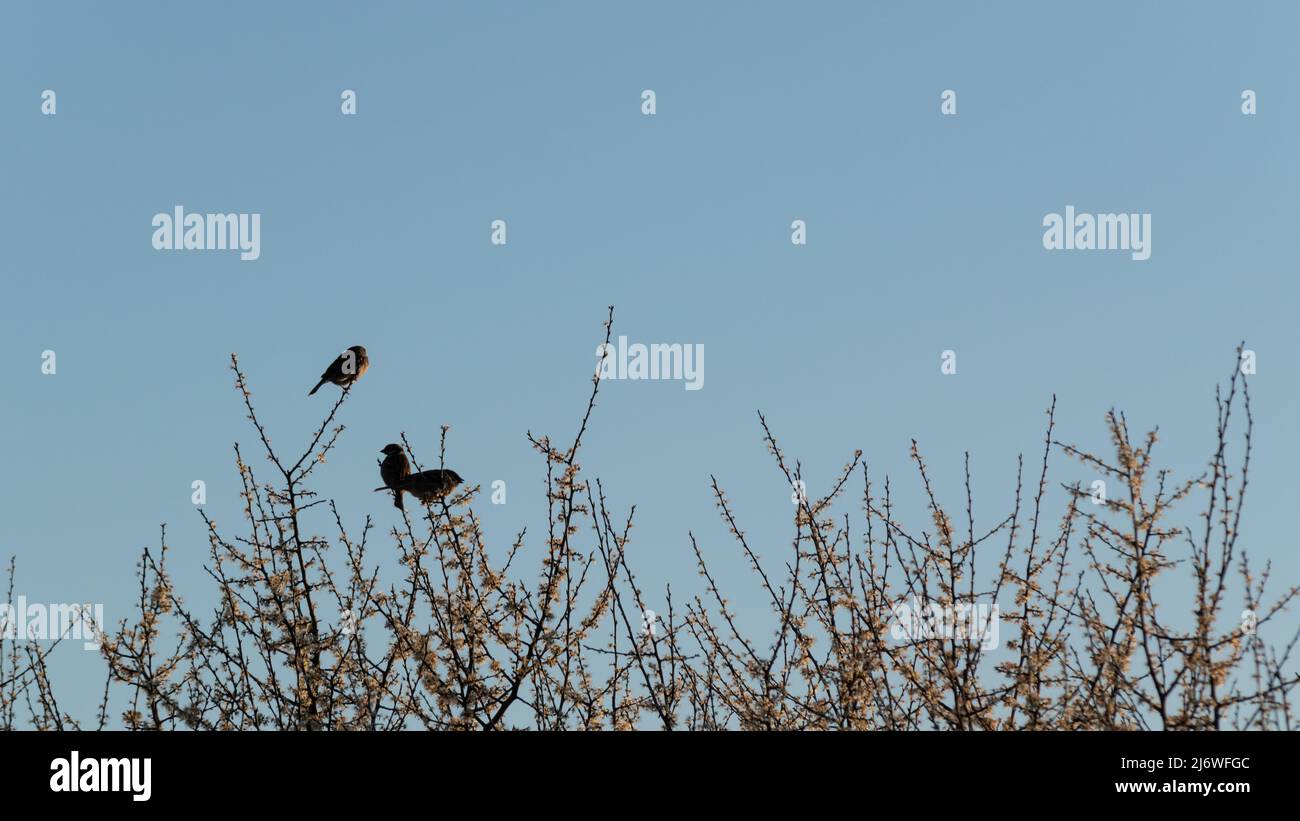Three birds resting on twigs, wild sparrows are sitting on canopy of ...