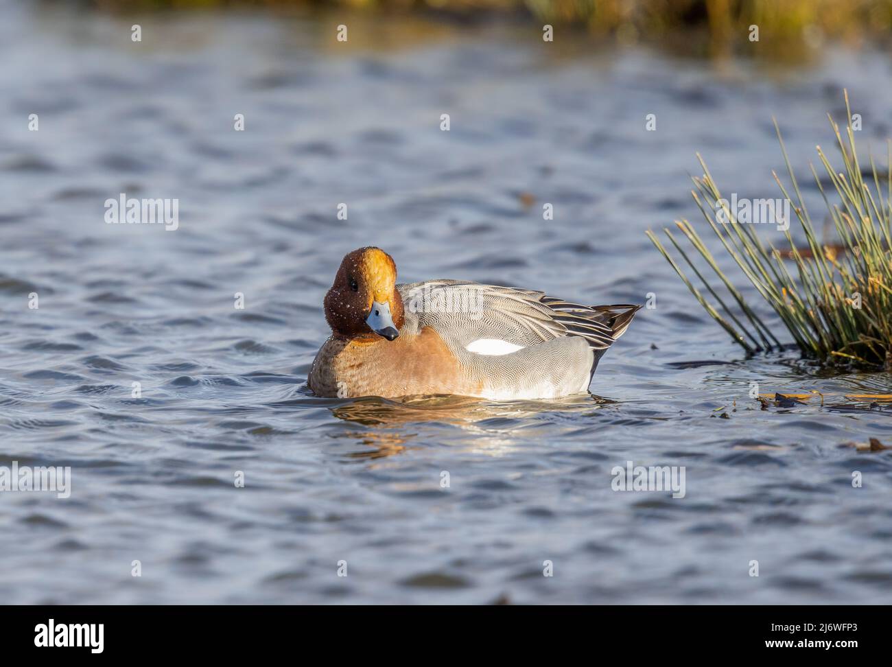 Male Widgeon (anas penelope) Swimming Stock Photo - Alamy