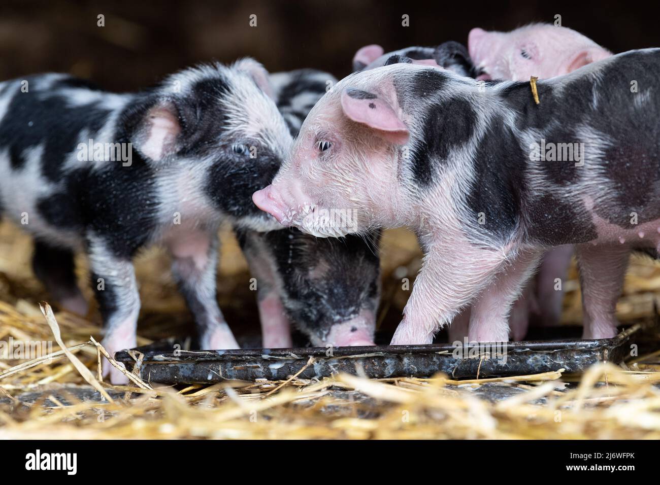 Piglets drinking milk from a bowl. Cumbria, UK Stock Photo - Alamy