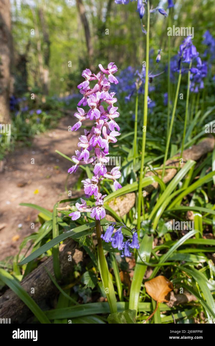Basted woods hi-res stock photography and images - Alamy