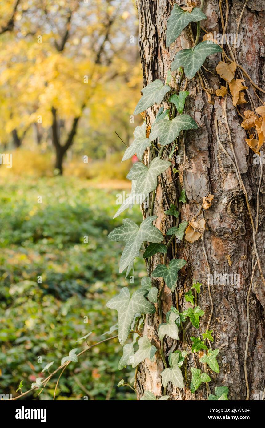 Recover solitude hi-res stock photography and images - Alamy