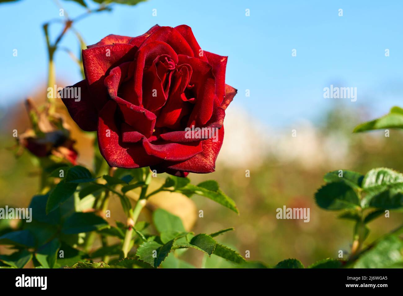 Tender red rose of the Grand Prix family on a sunny warm day Stock ...