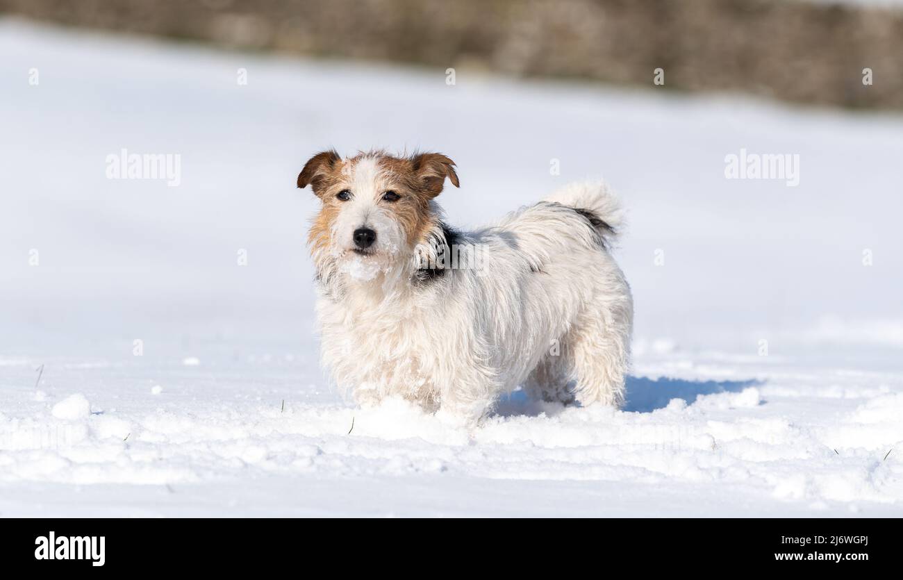 Jack Russell dog playing in snow. North Yorkshire, UK Stock Photo - Alamy