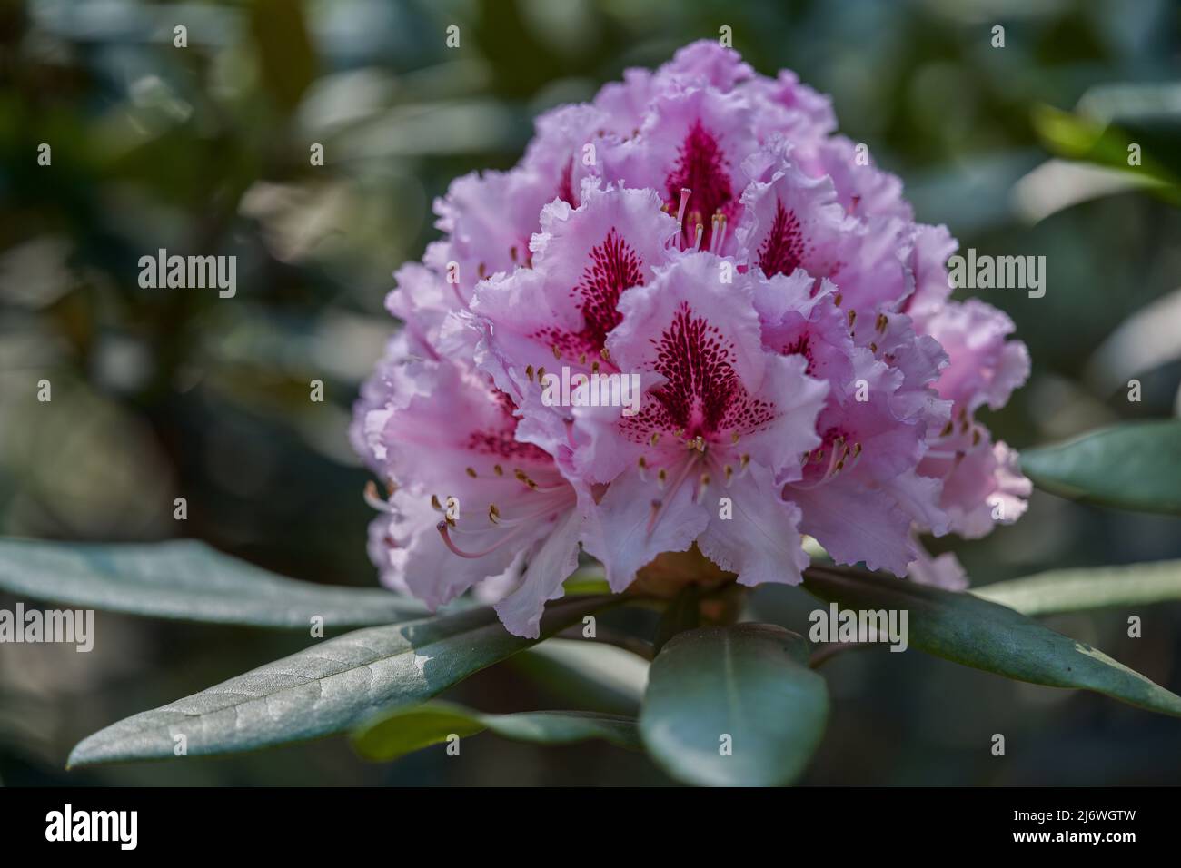 Lush,colorful pink Rhododendron Prince camille de Rohan blossom flowers ...
