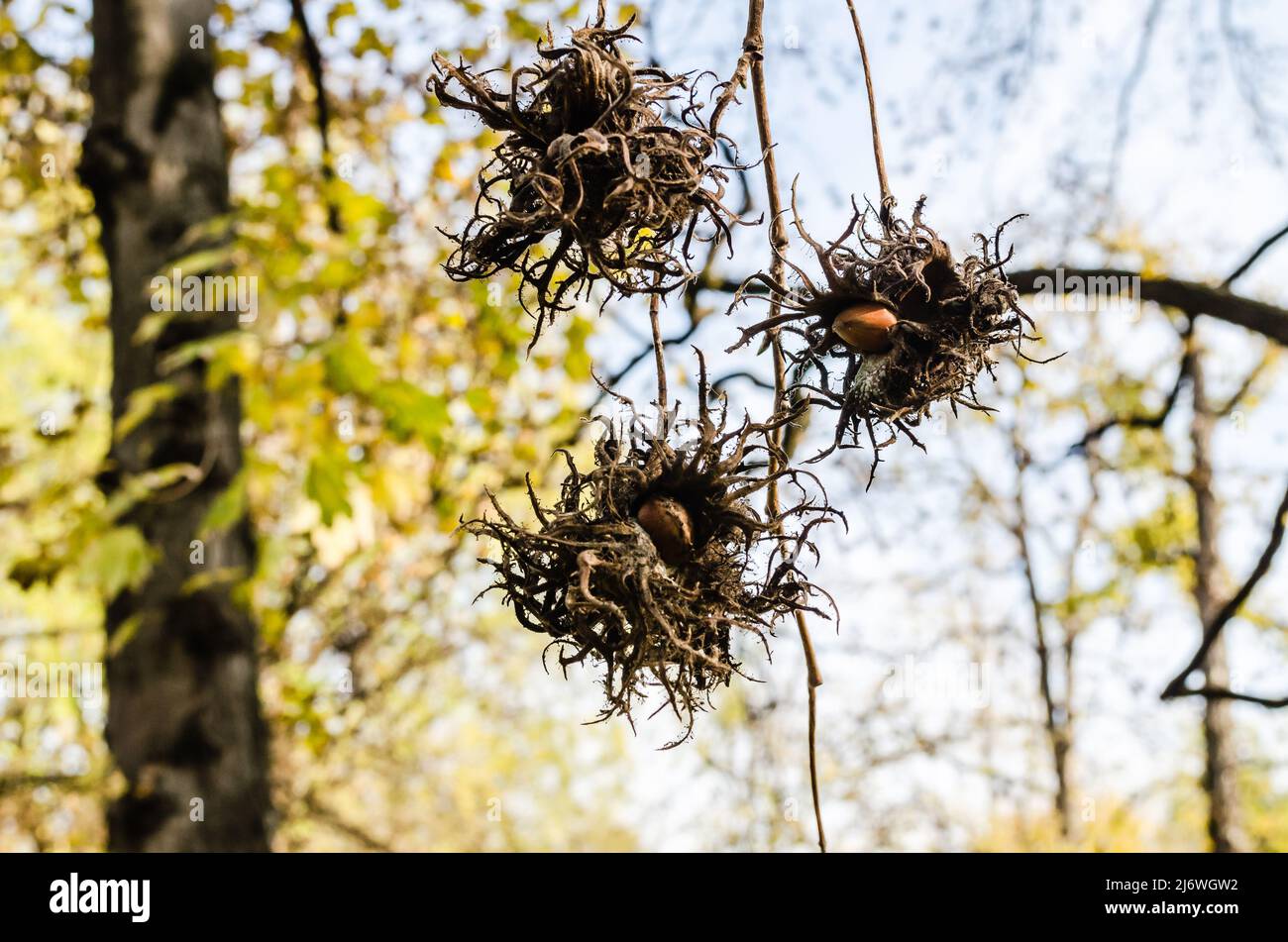 Novi Sad, Serbia - November 23, 2020: Ripe hazelnuts on tree branches ...
