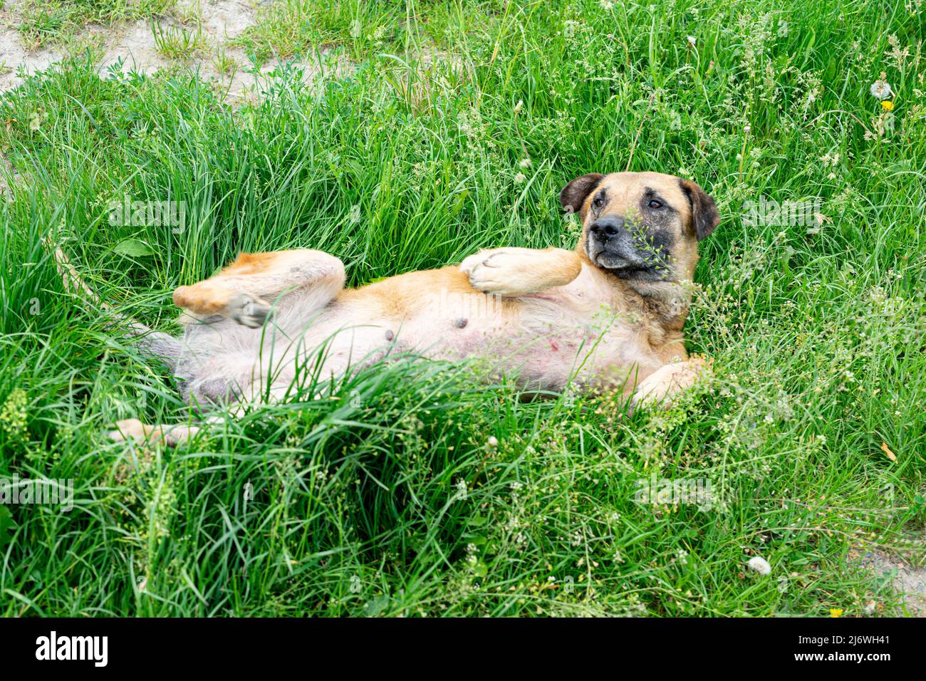 dog lying on the green grass. dog without owner Stock Photo - Alamy
