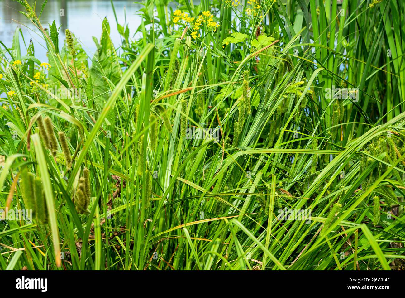 Tall green reeds hi-res stock photography and images - Alamy