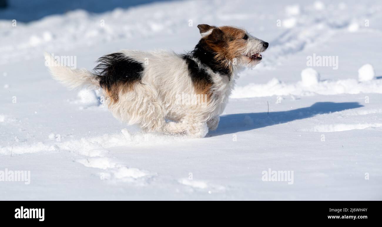 Jack russell snow hi-res stock photography and images - Alamy