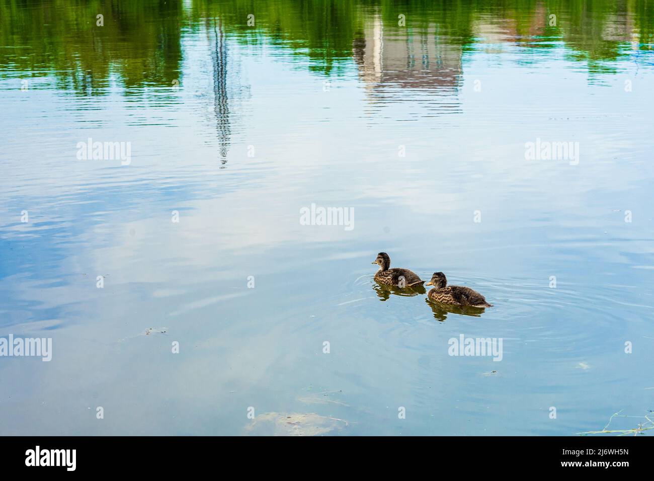 two wild gray ducklings floating on the water Stock Photo - Alamy