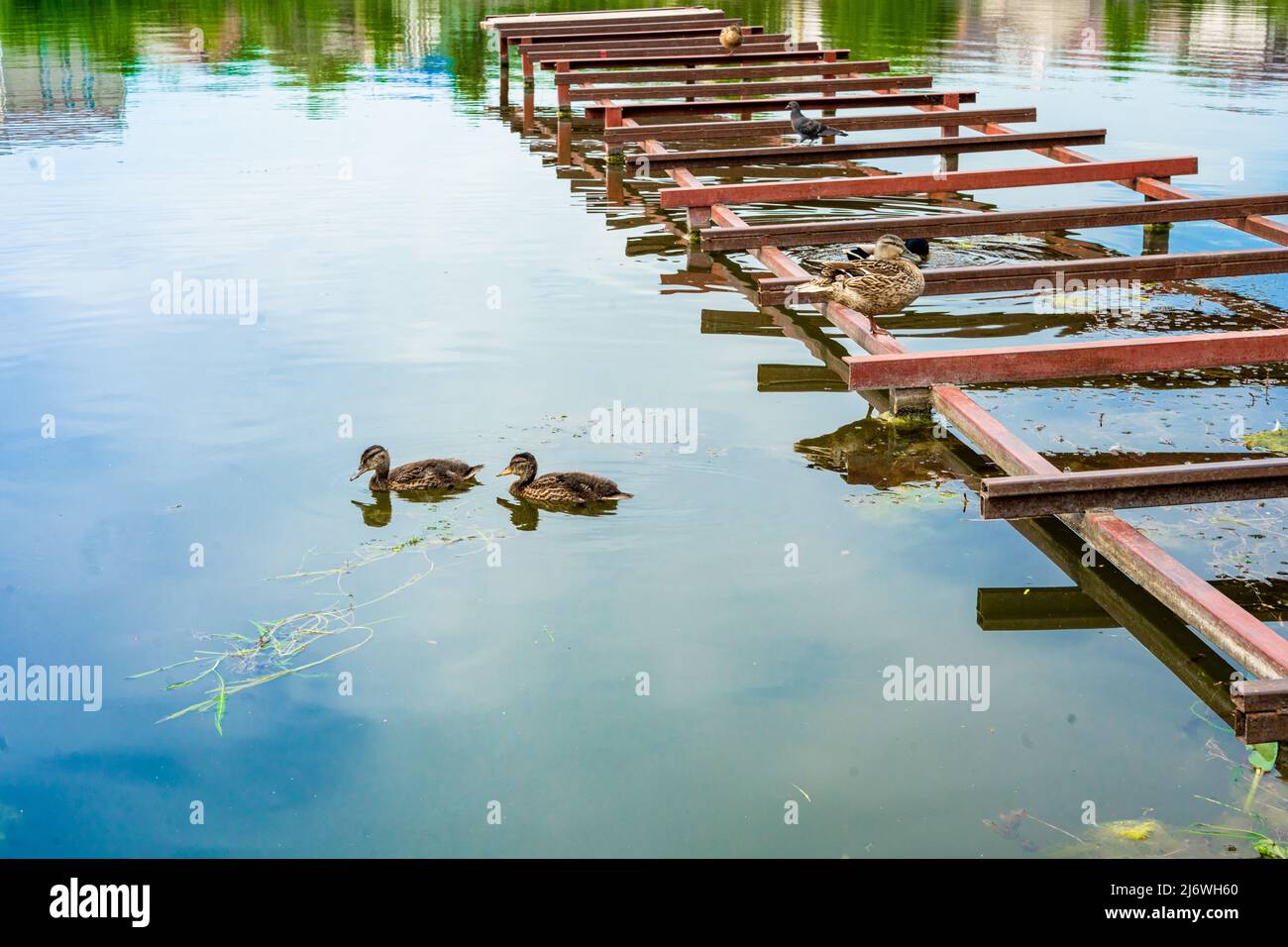 duck family floats on the river. wild duck with ducklings Stock Photo ...