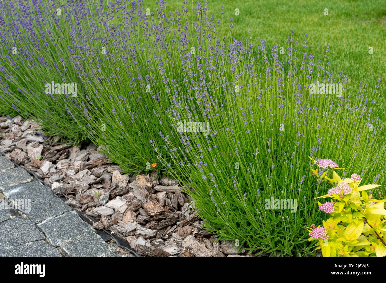 Decorative landscaping of parks. Green bushes near the path Stock Photo ...