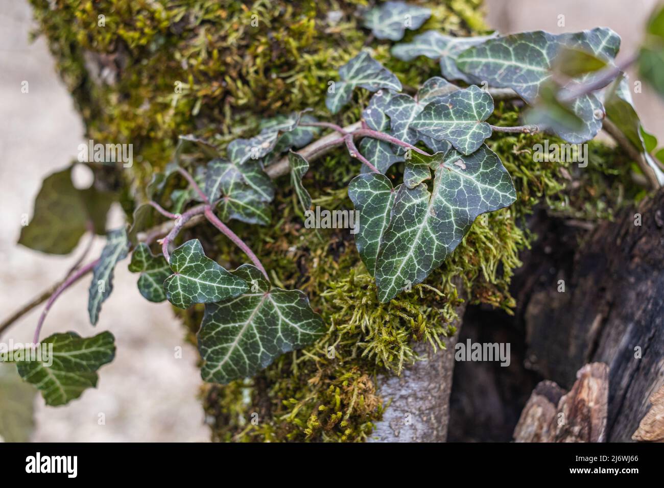 Ivy on tree branch hi-res stock photography and images - Alamy