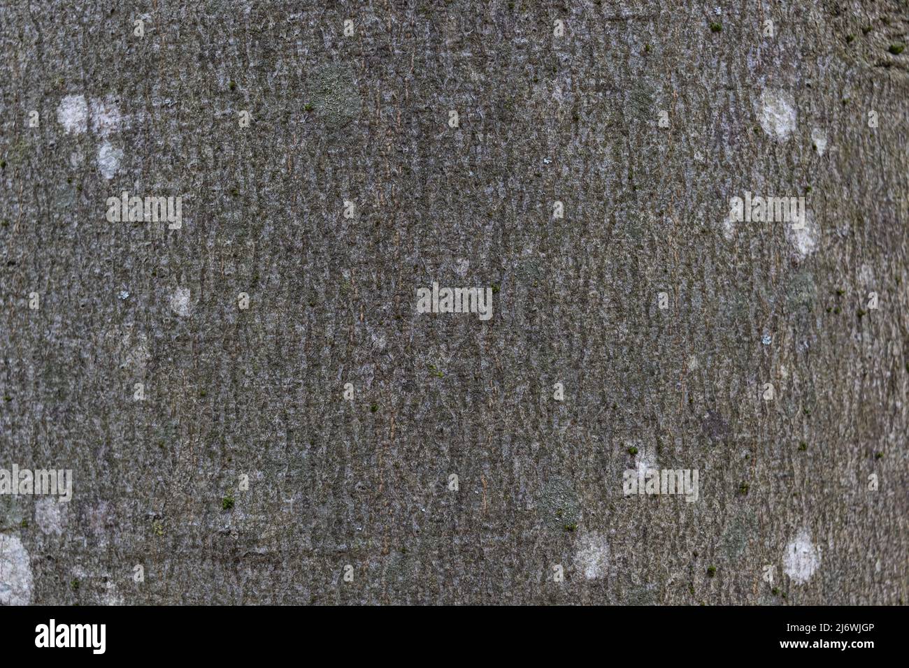 Close-up texture of grey beech tree bark with white spots of lichen ...