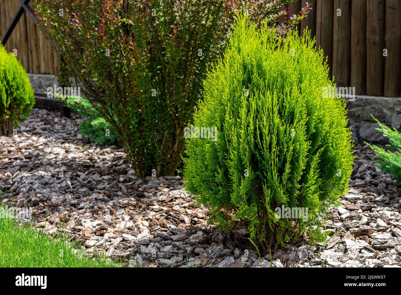 Green thuja. Landscape design. The decor of the adjacent territory ...