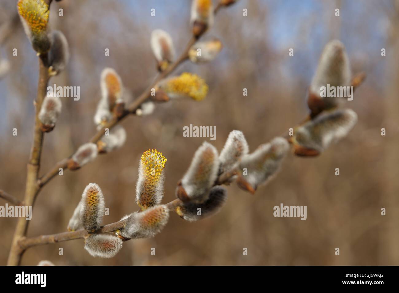willow buds in early spring. Willow tree branches. beginning of ...