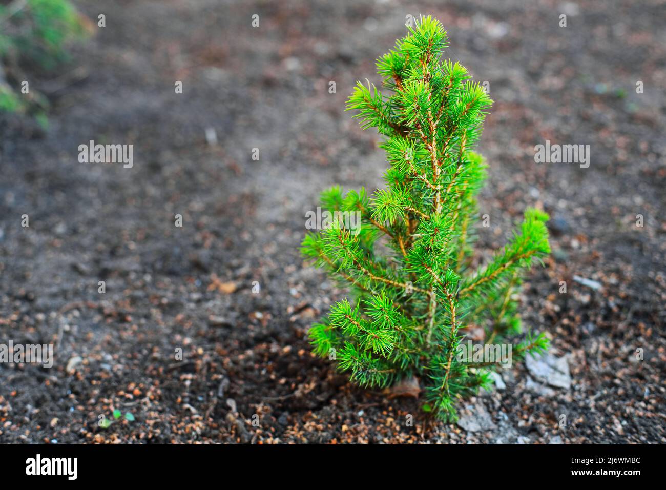 Small young Christmas tree grows out of ground. Fir seedling in forest ...