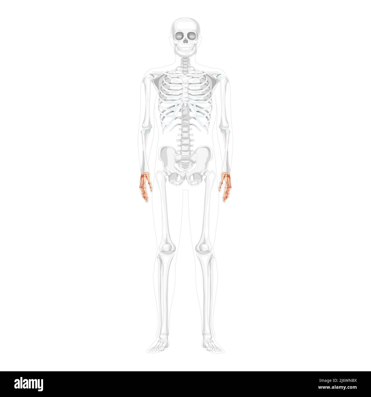 Skeleton Hands Human front Anterior ventral view with partly ...