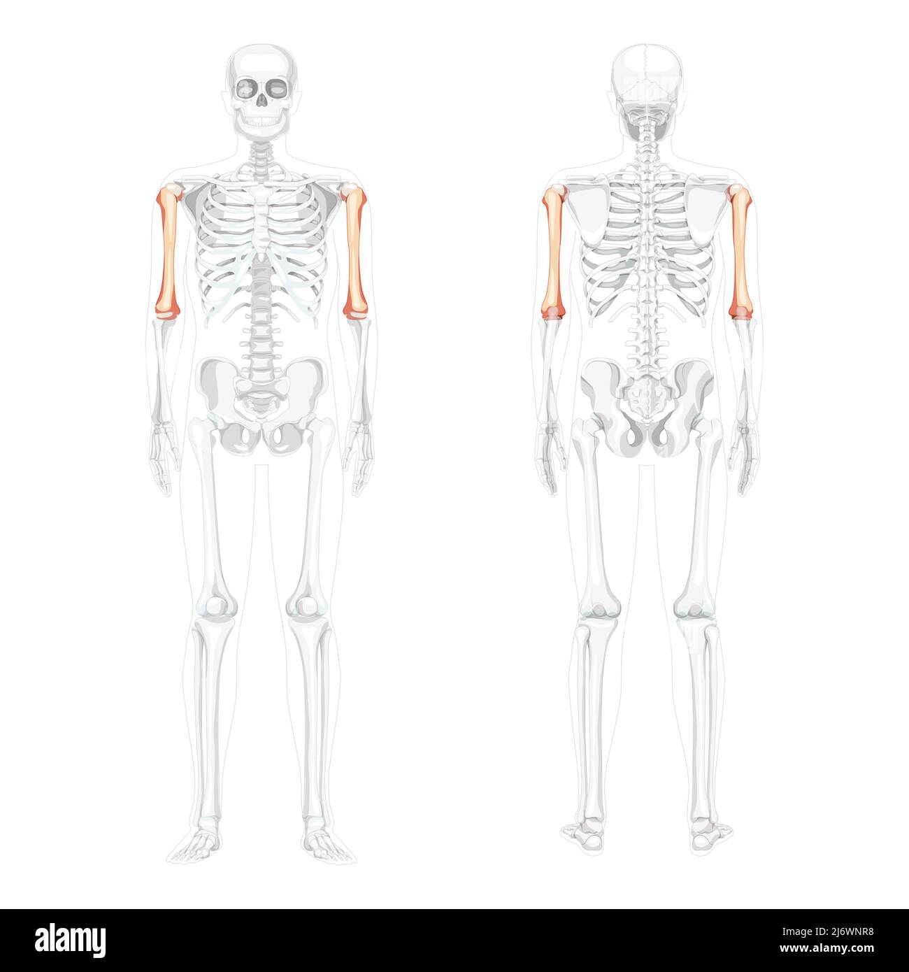 Skeleton Humerus arm Human front back view with partly transparent ...