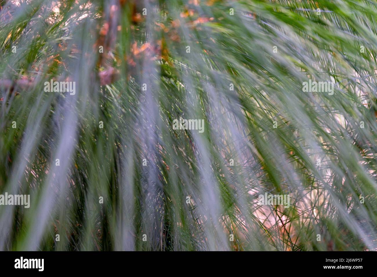 Pine branch close up. Long thorns. Natural background Stock Photo - Alamy