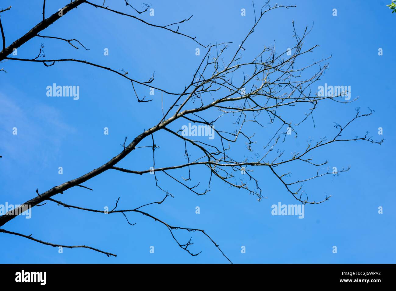 Tree branch without leaves hi-res stock photography and images - Alamy
