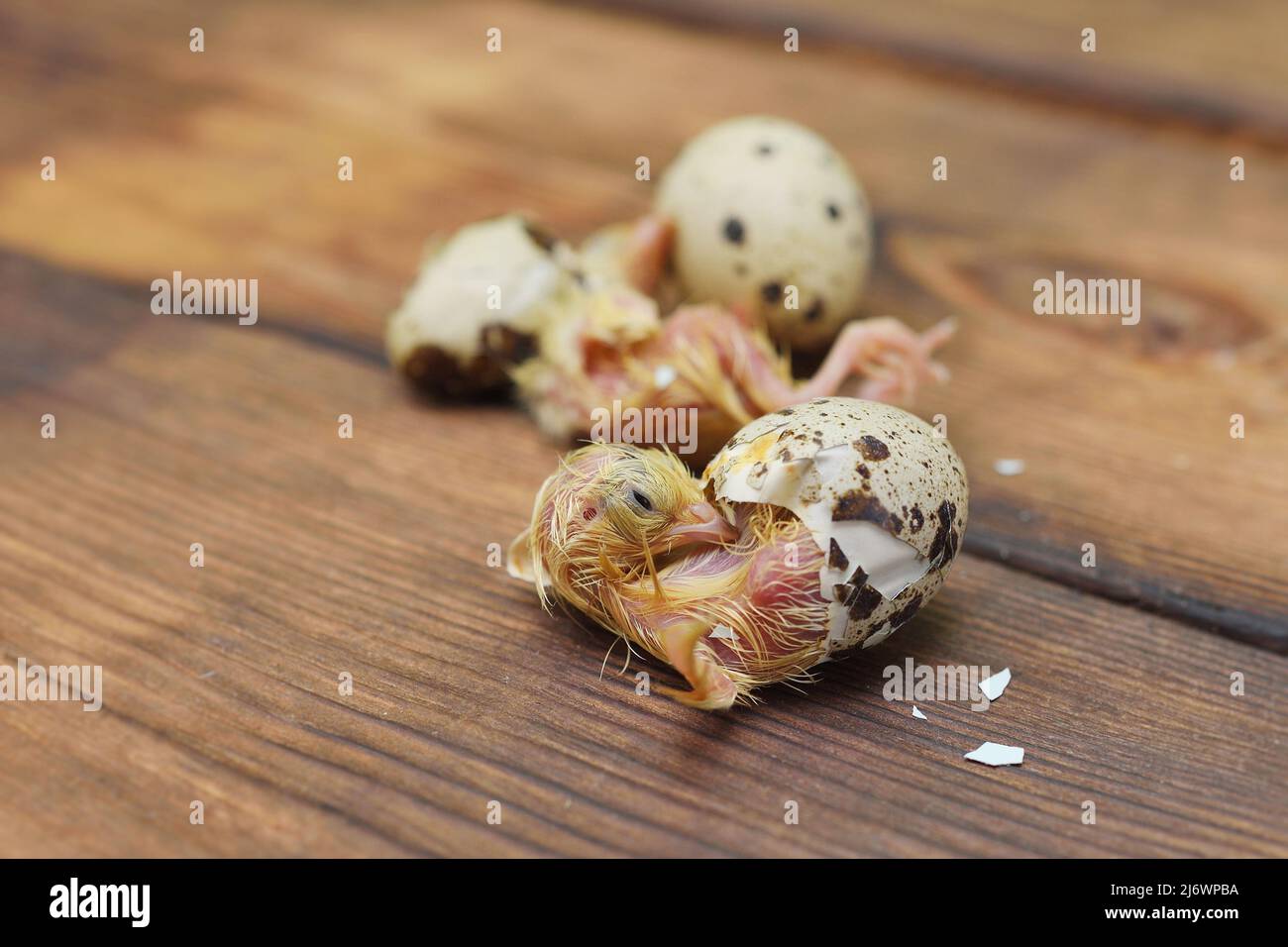 Chick hatches from egg hi-res stock photography and images - Alamy