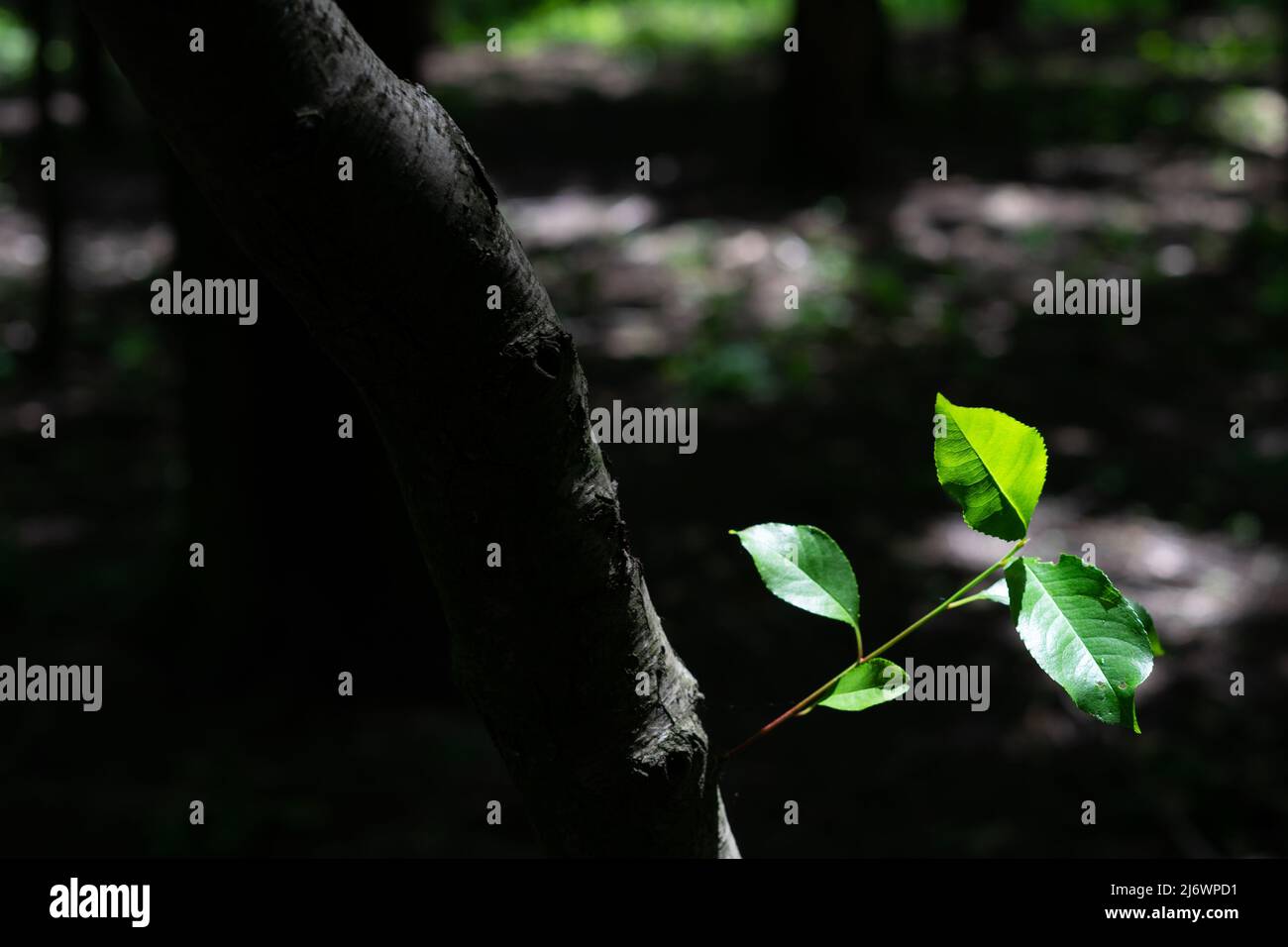 Young shoot with a leaf grows on a tree trunk Stock Photo - Alamy