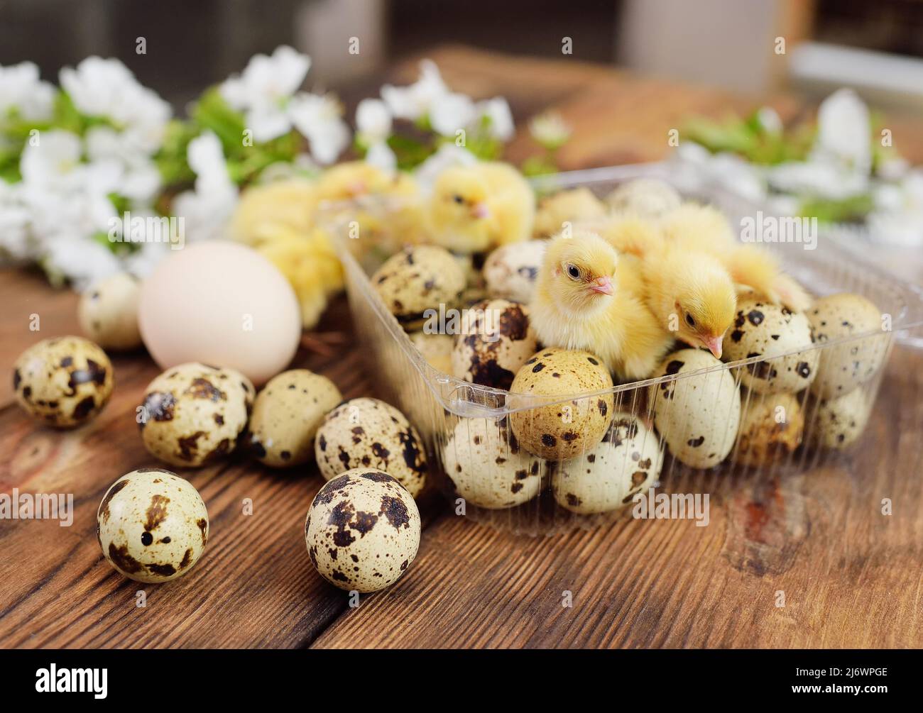 close-up of small yellow chickens or quail Chicks in plastic packaging ...
