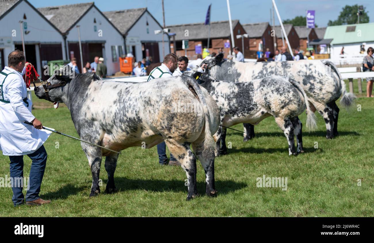 Exhibitors at the Great Yorkshire Show showing their livestock at the ...