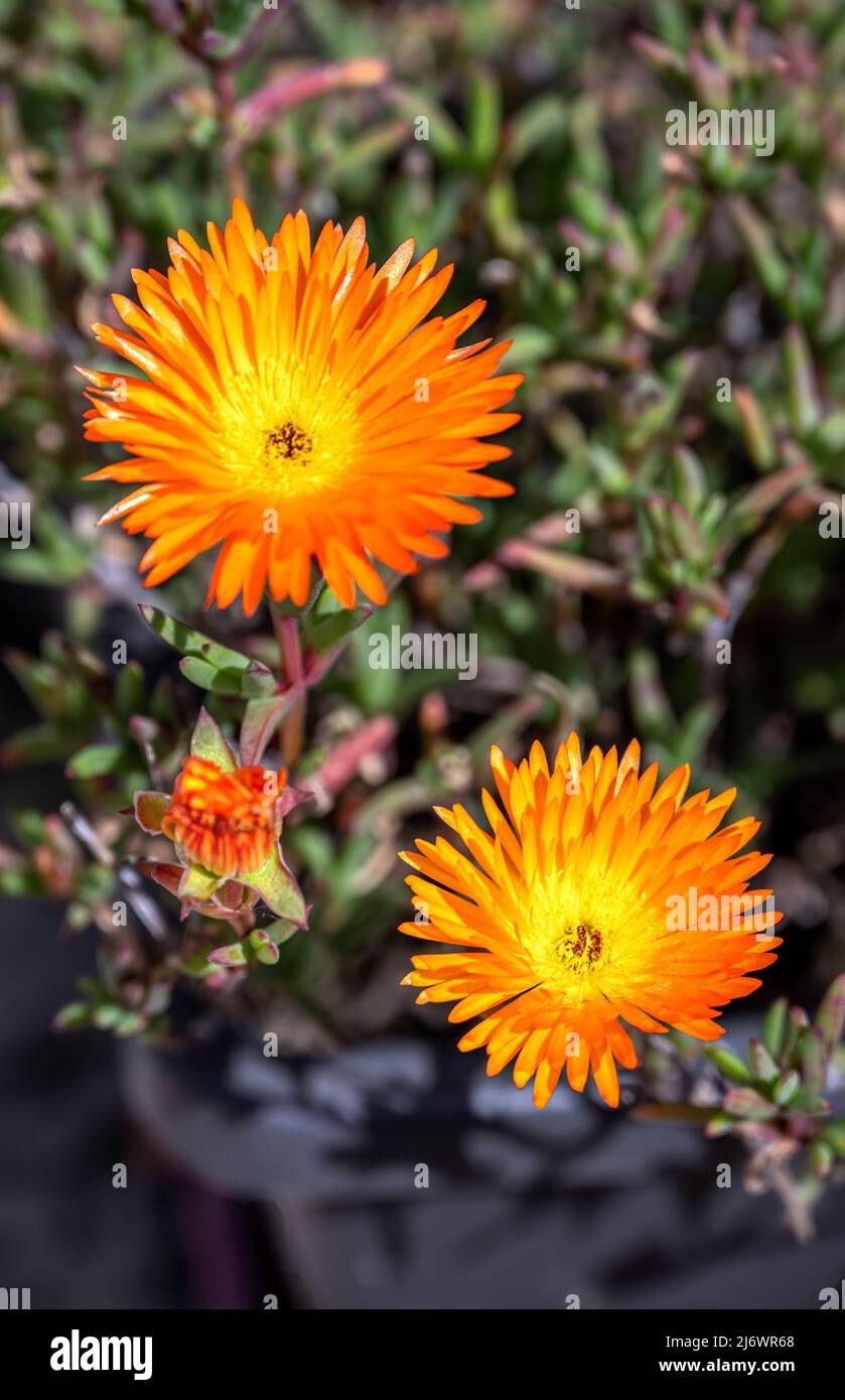 Malephora crocea schwantes hi-res stock photography and images - Alamy