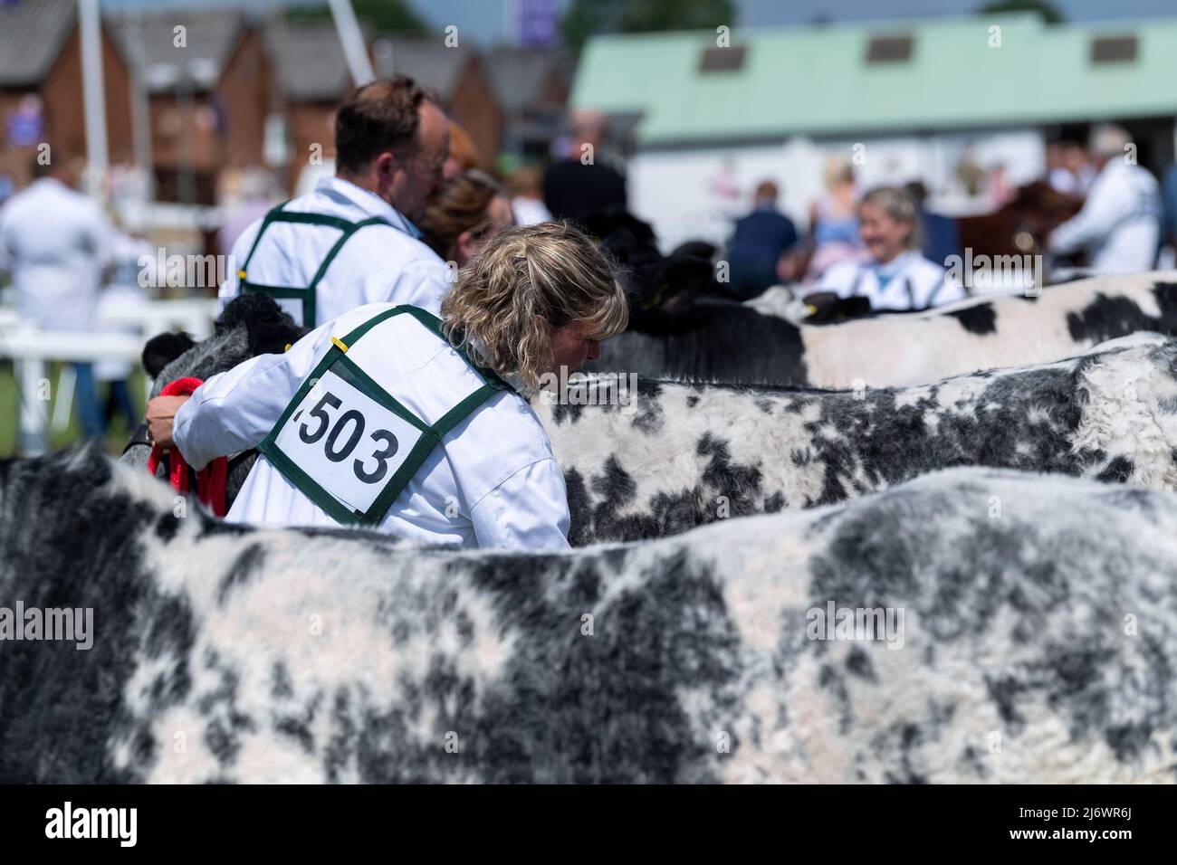 Exhibitors at the Great Yorkshire Show showing their British Blue ...