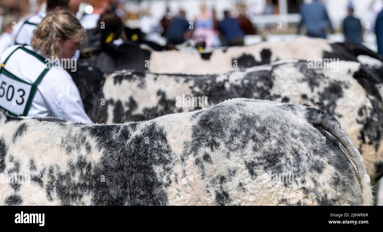 Exhibitors at the Great Yorkshire Show showing their British Blue ...
